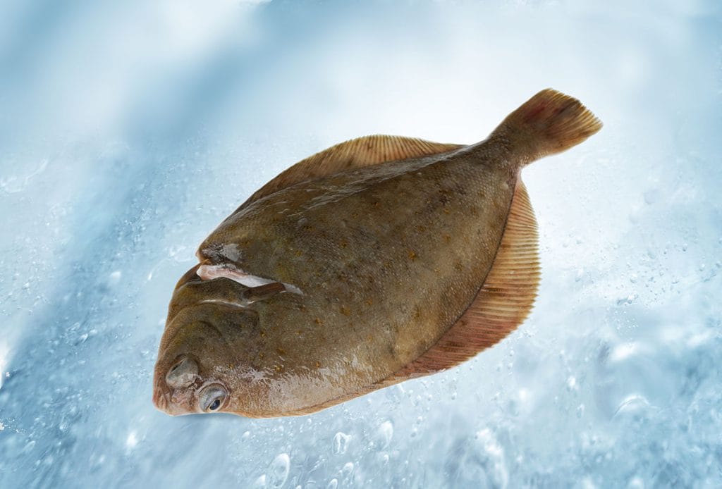Productcatalog with Salmon and Seafood from the North Sea, North ...