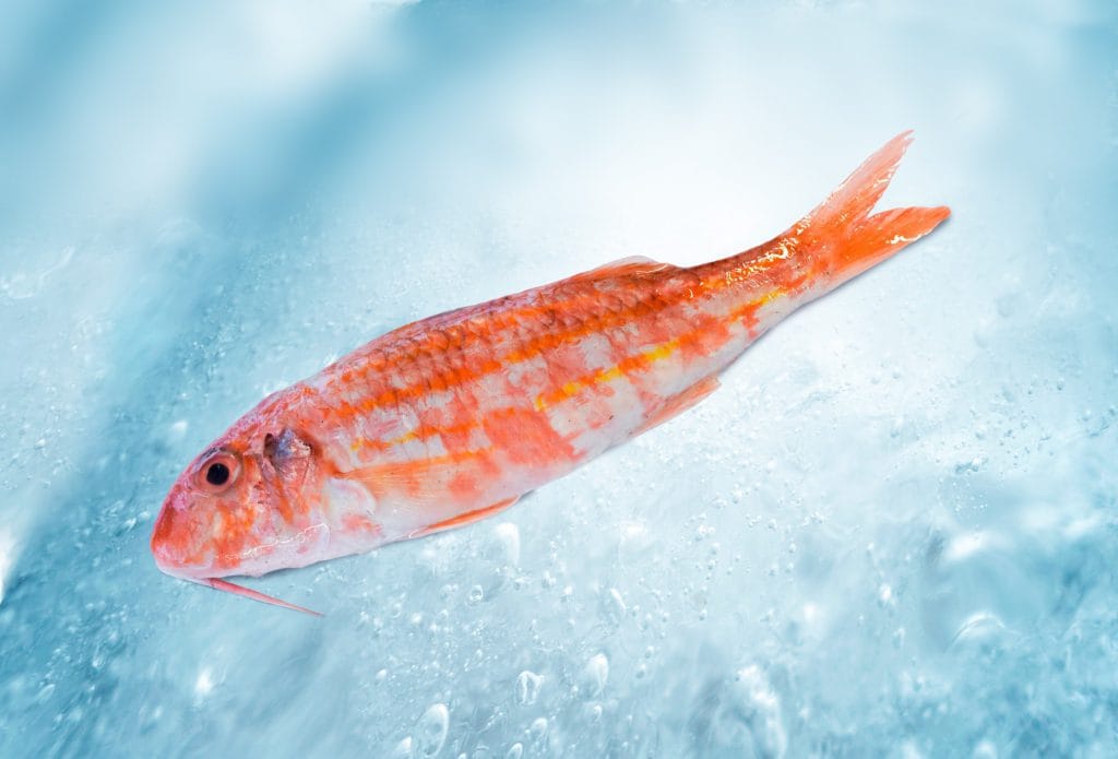 North Sea fish - Neerlandia Urk