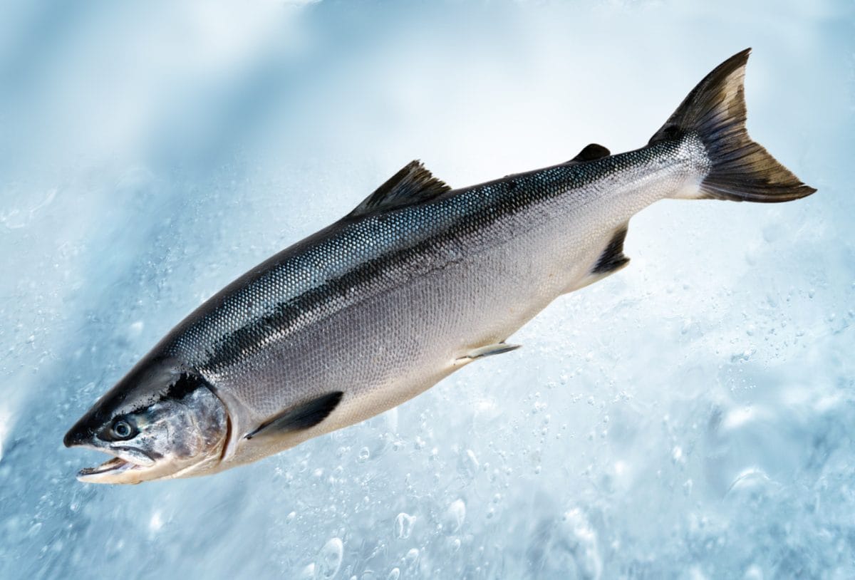 Sockeye Salmon Fish And Sockeye Salmon Fillets | Neerlandia Urk