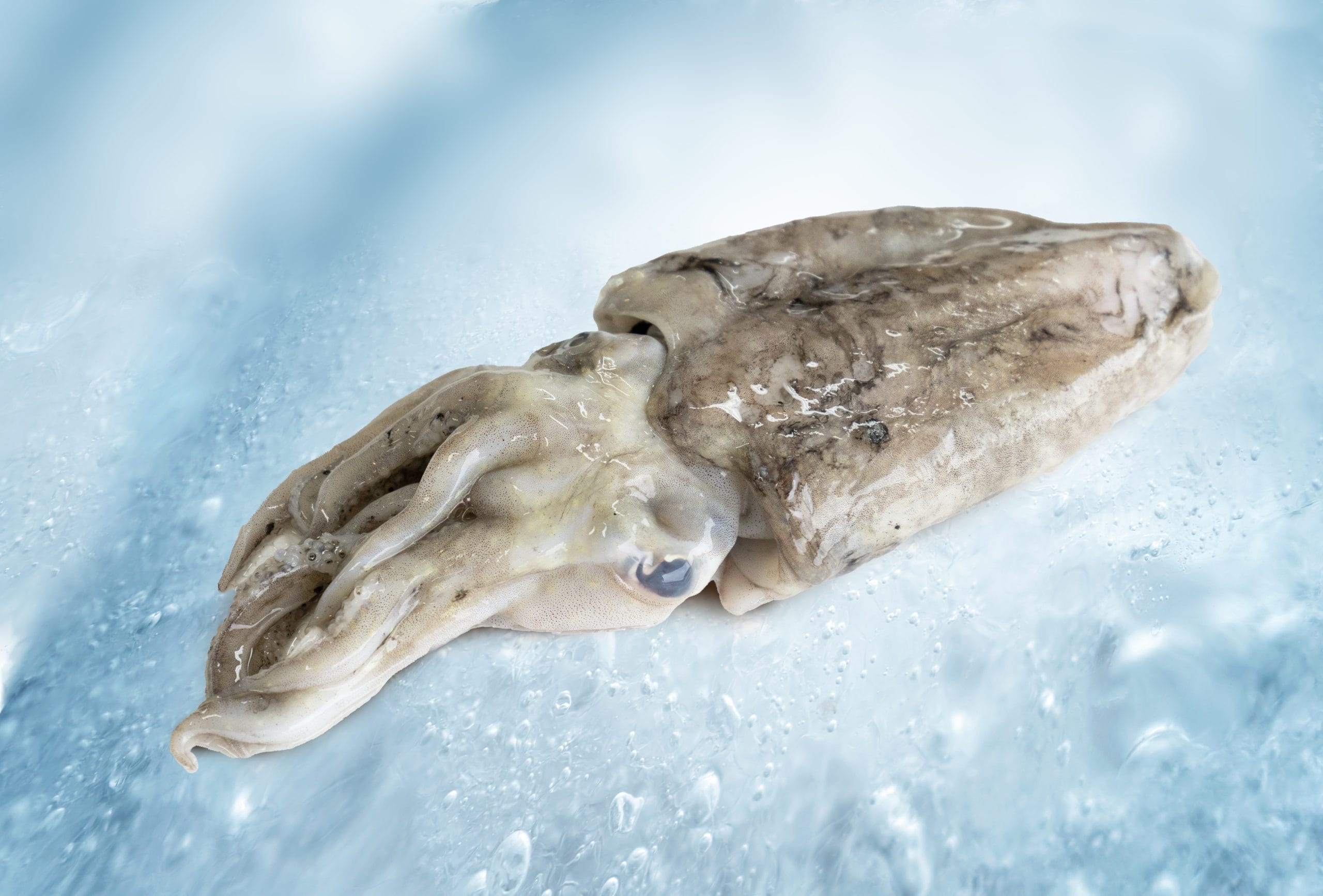Buy fresh cuttlefish or frozen cuttlefish | Neerlandia Urk