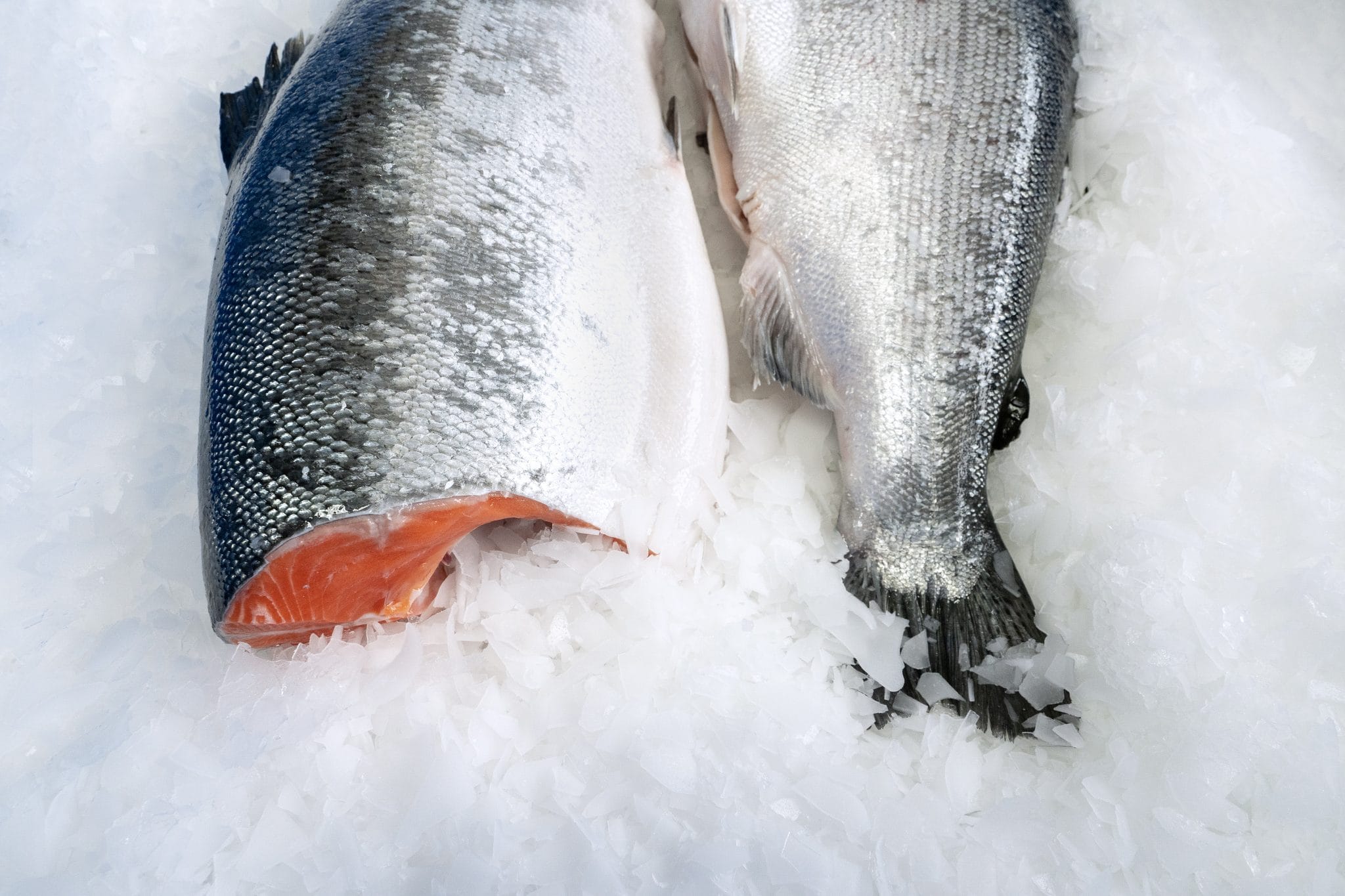 Coho Salmon vs Sockeye - What's the difference? | Neerlandia Urk