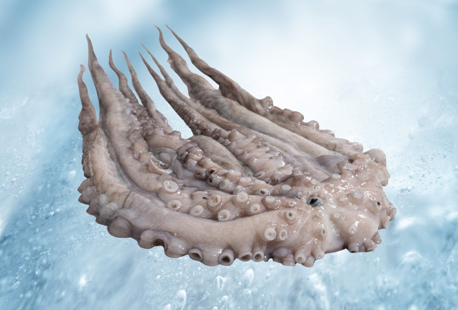 Want to buy Octopus? - Fresh & Frozen Octopus | Neerlandia Urk